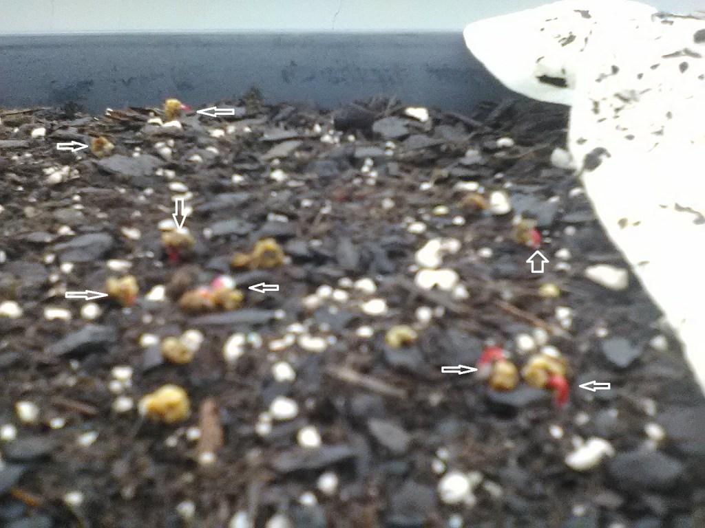 Our Simple Homestead – Living a Simple LIfe is Living the Good Life