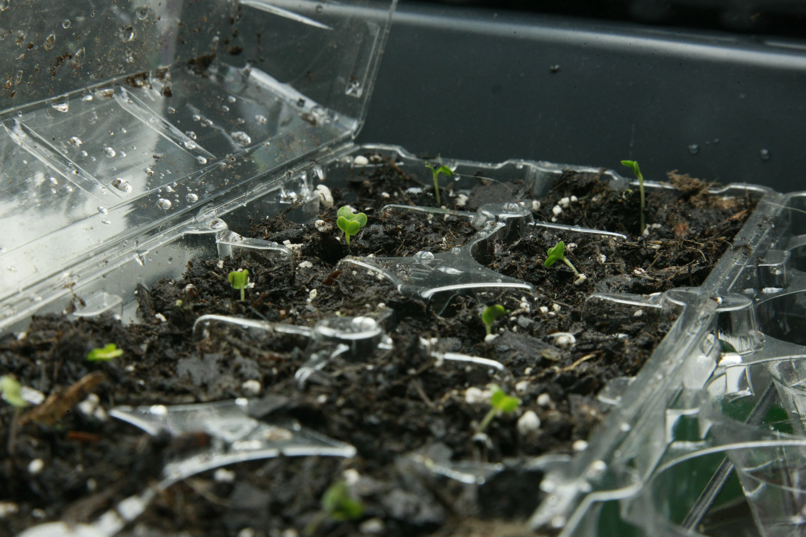 Our Simple Homestead – Living a Simple LIfe is Living the Good Life