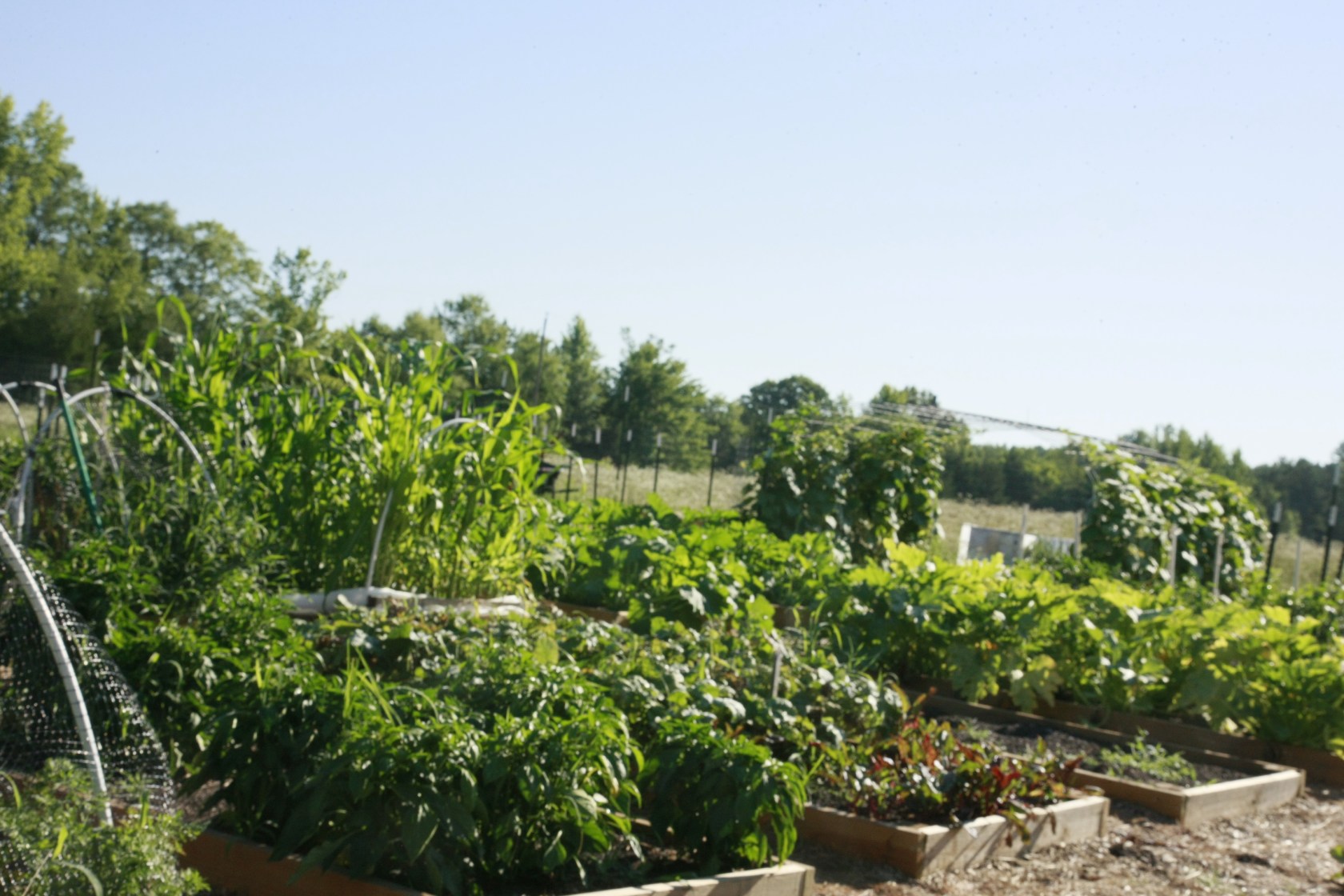 Our Simple Homestead – Living a Simple LIfe is Living the Good Life